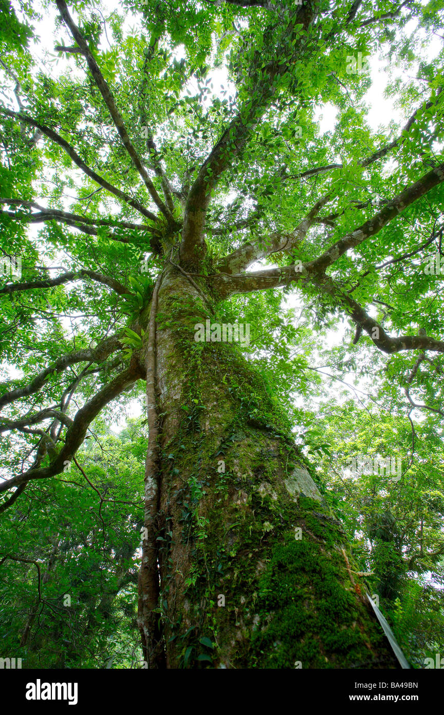 Large tree low angle view Stock Photo - Alamy