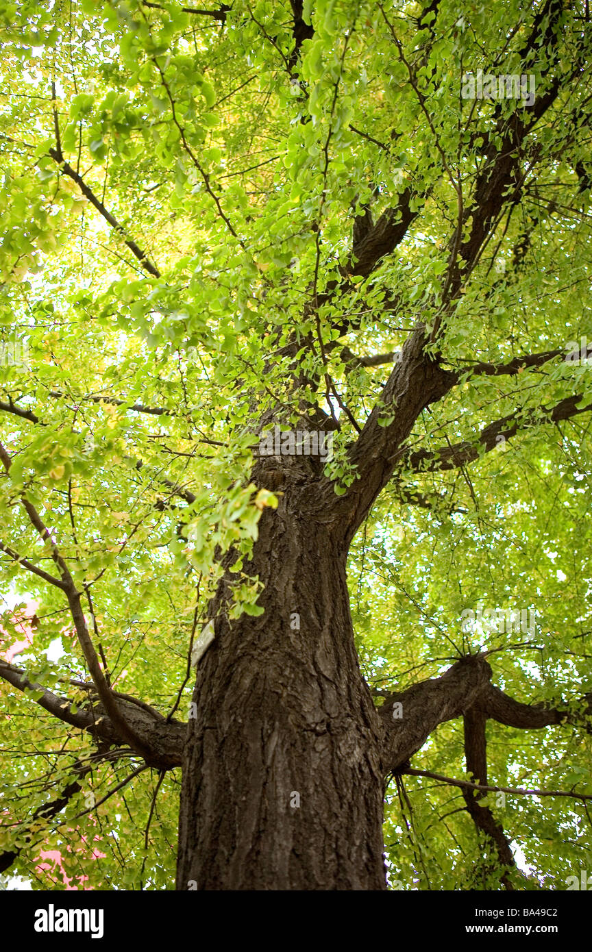 Large tree low angle view Stock Photo - Alamy