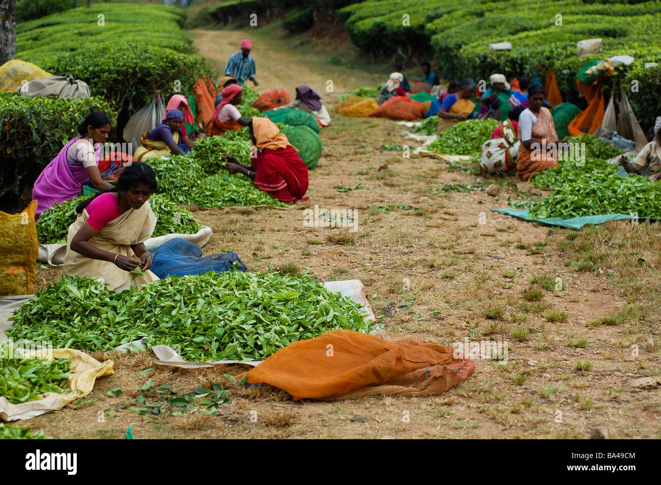 Women sorting tea leaves at a tea plantation near Munar, India Stock ...