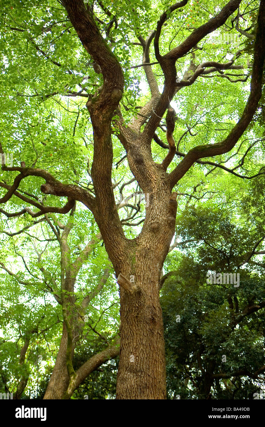 Large tree low angle view Stock Photo - Alamy