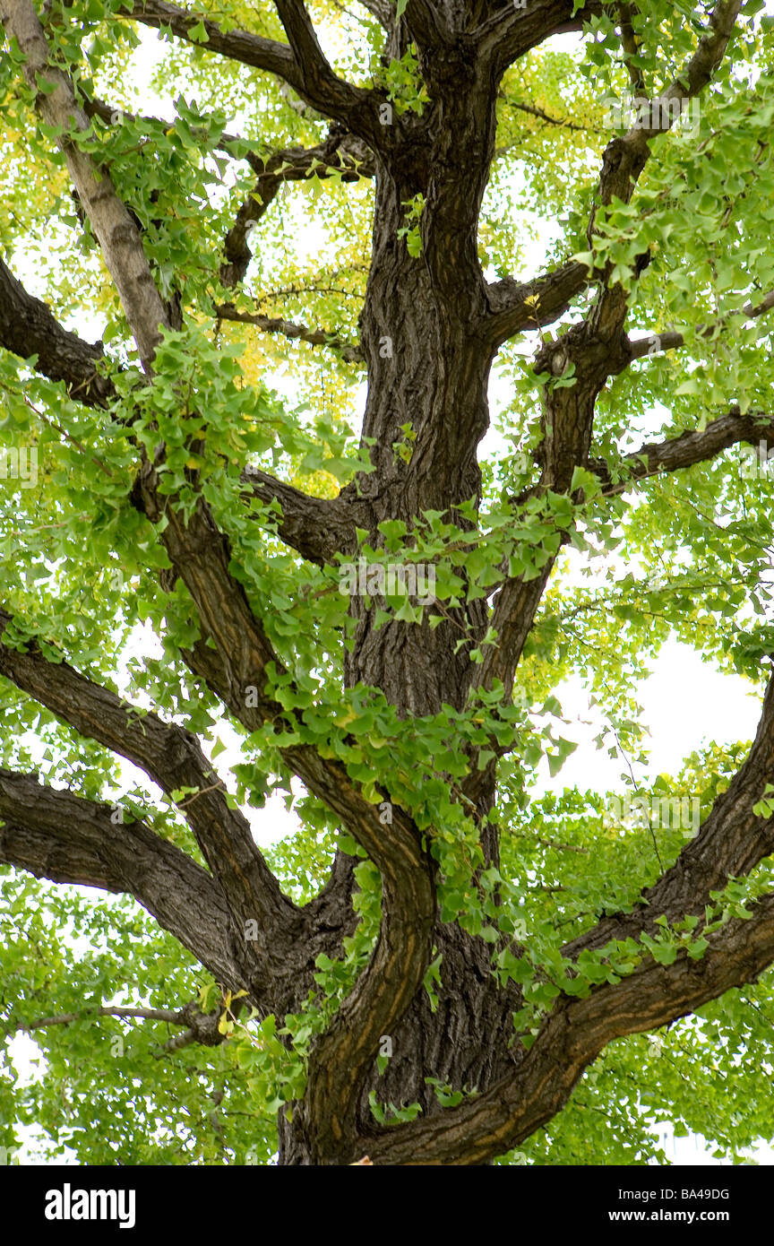 Tree low angle view Stock Photo - Alamy