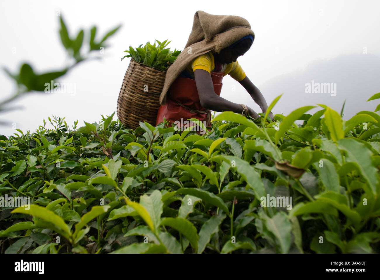 Woman plucking tea leaves at a tea plantation, south India Stock Photo ...