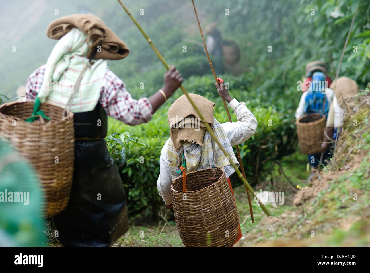Women carrying baskets with load hi-res stock photography and images ...