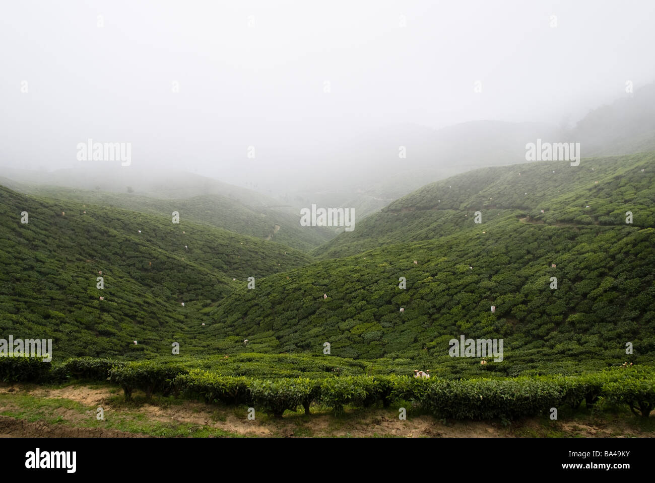 Munar india tea hi-res stock photography and images - Alamy