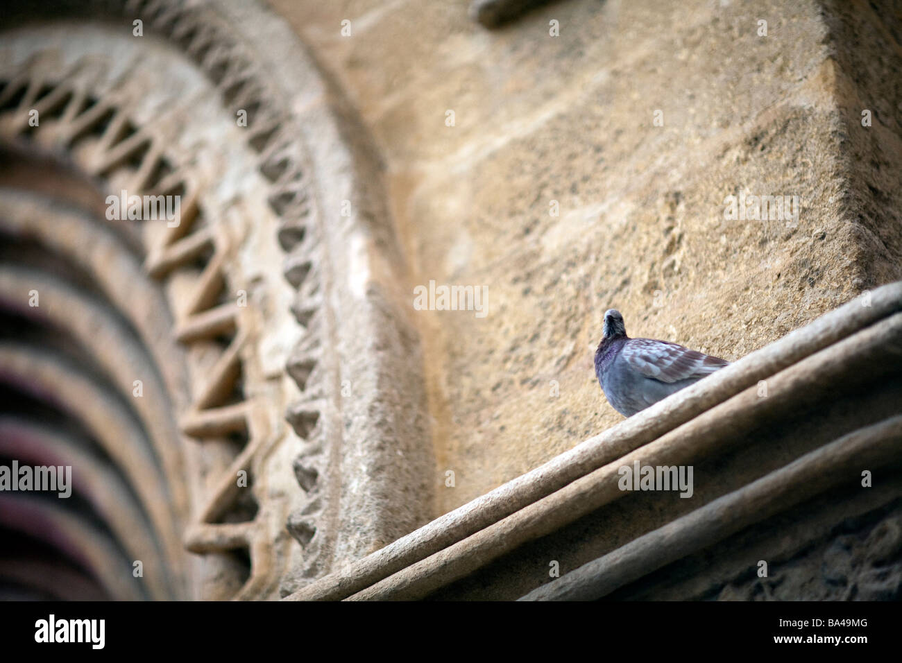 Pigeon on Santa Marina church 14th century Gothic facade town of ...