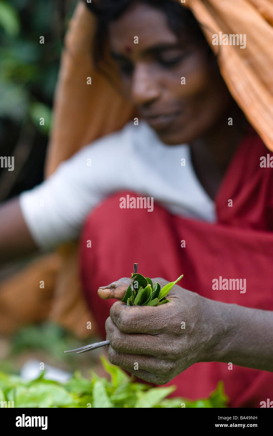 Sorting tea leaves hi-res stock photography and images - Alamy