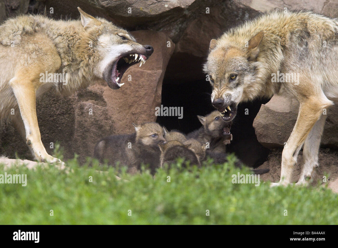 Wolfinnen hi-res stock photography and images - Alamy