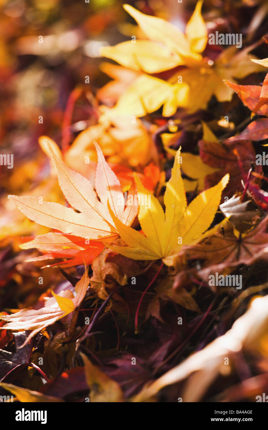 Dead Maple Leaf Stock Photo - Alamy