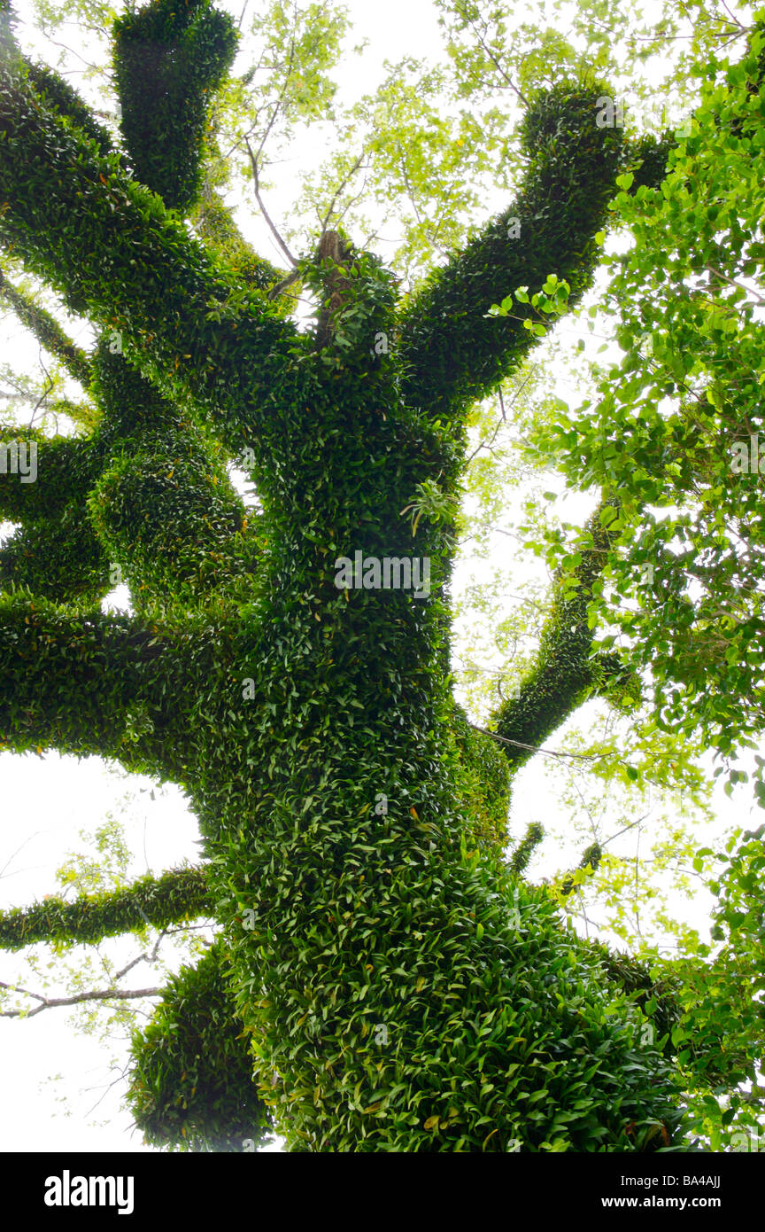 Tree low angle view Stock Photo - Alamy