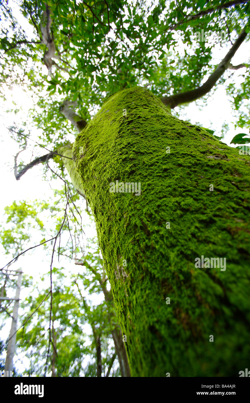Tree low angle view Stock Photo - Alamy