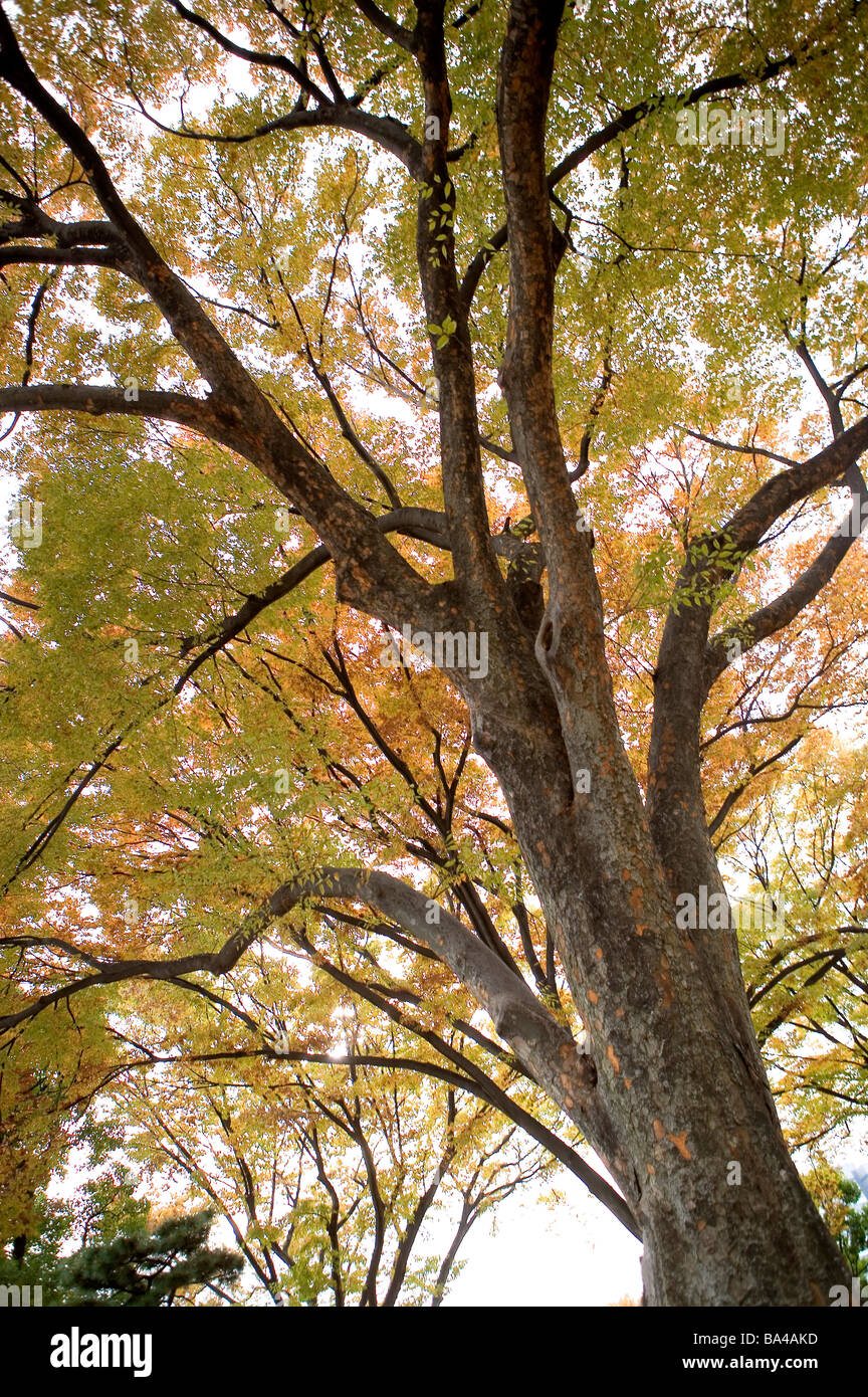 Tree low angle view Stock Photo - Alamy
