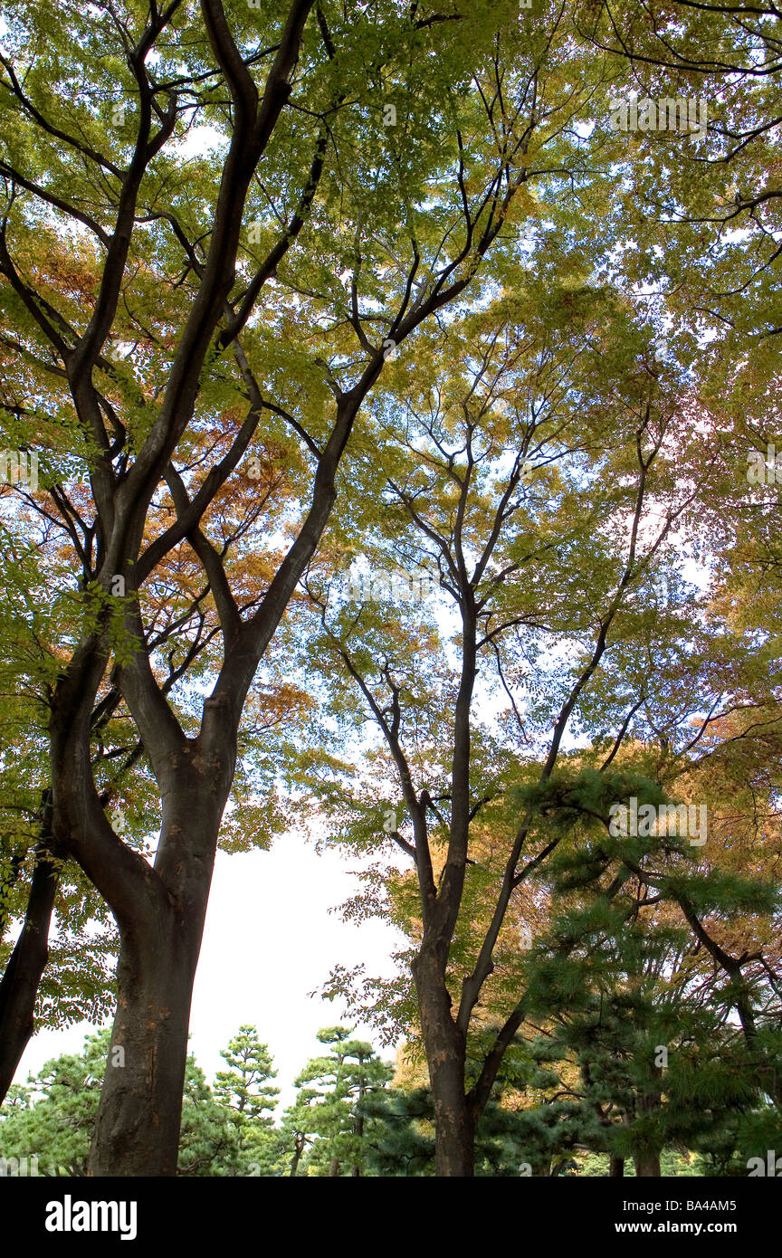 Tree low angle view Stock Photo - Alamy