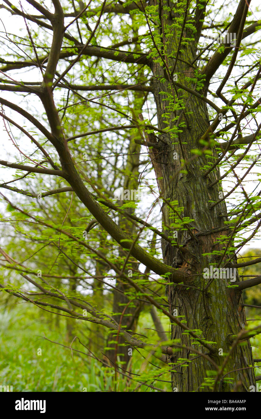 Close up of tree in forest Stock Photo - Alamy