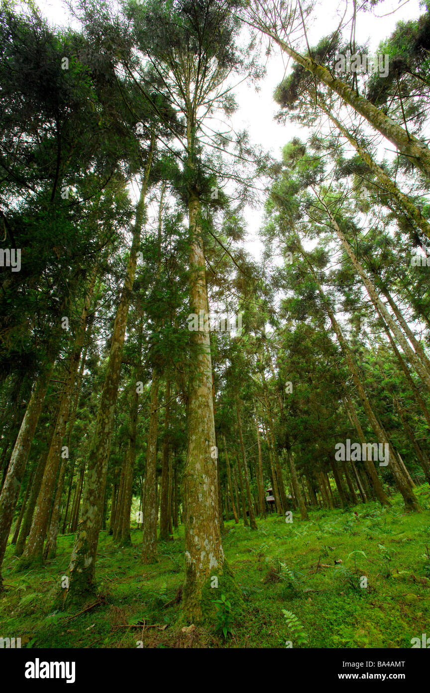 Trees in forest Stock Photo - Alamy