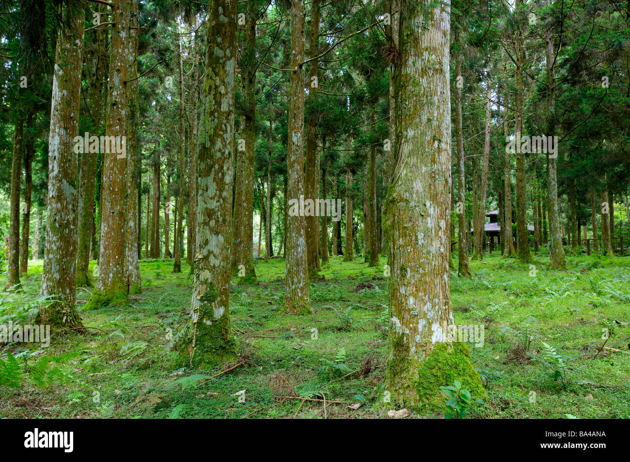 Forest full frame Stock Photo - Alamy