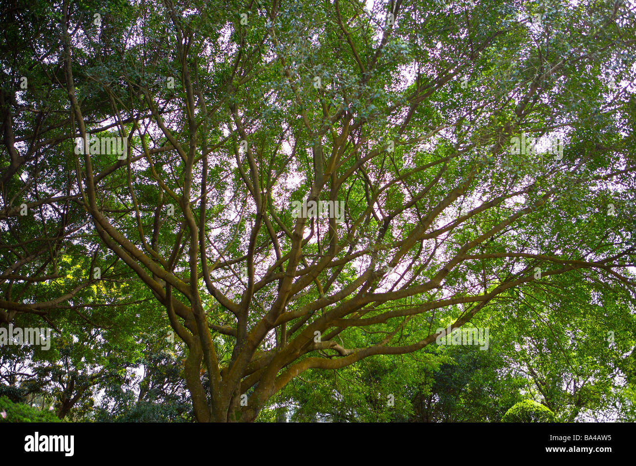 Large tree low angle view Stock Photo - Alamy
