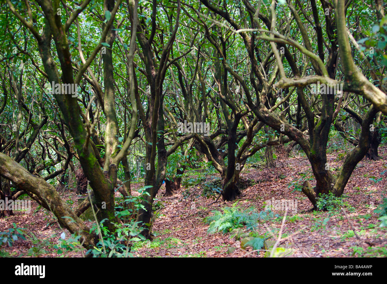 Dense treetop hi-res stock photography and images - Alamy