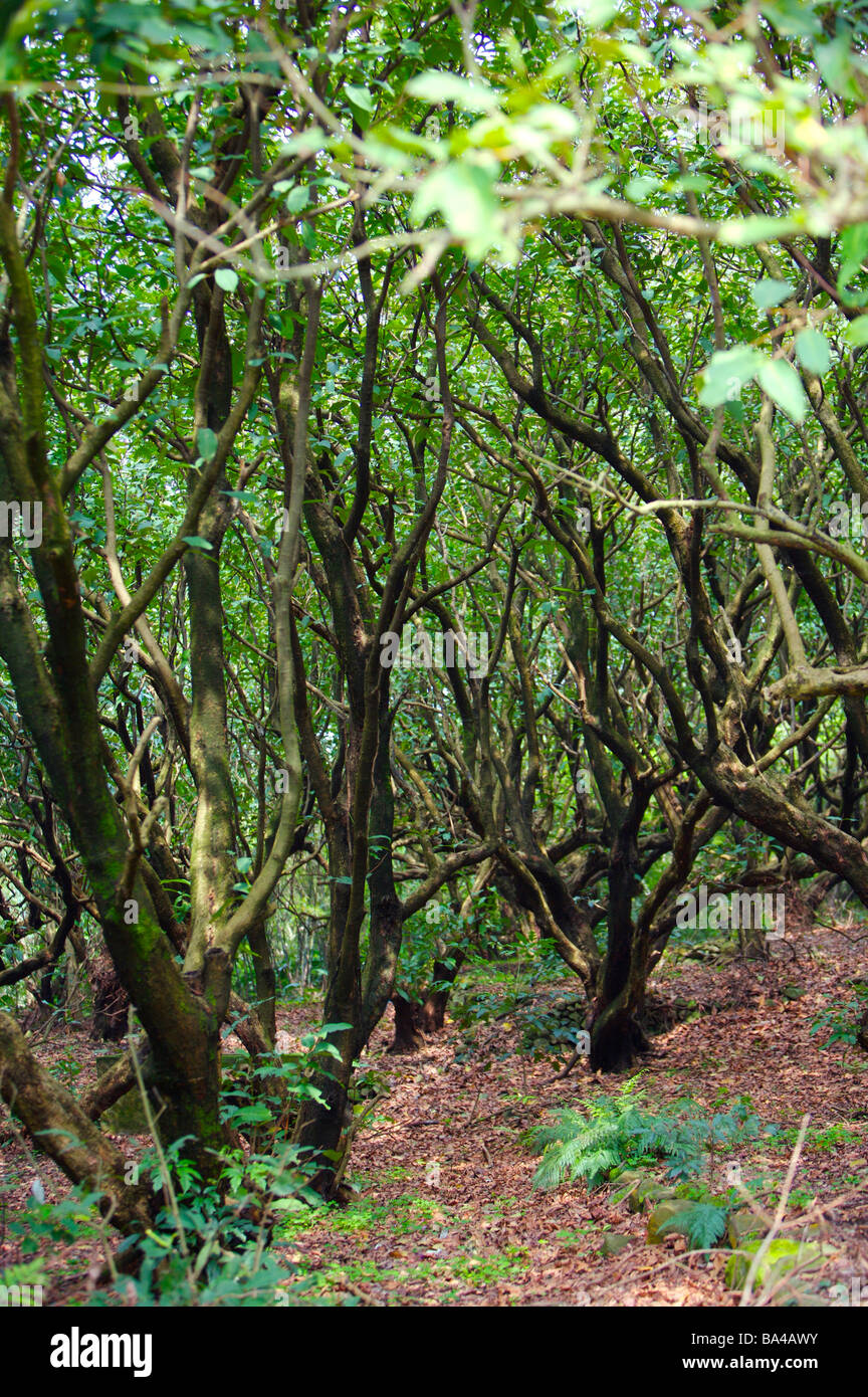 Dense treetop hi-res stock photography and images - Alamy