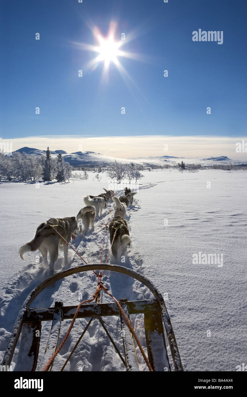 Rear view siberian husky dog hi-res stock photography and images - Alamy