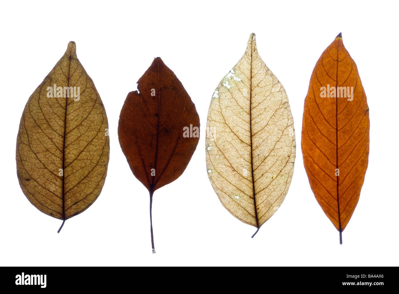 Four autumn leaves in row Stock Photo - Alamy