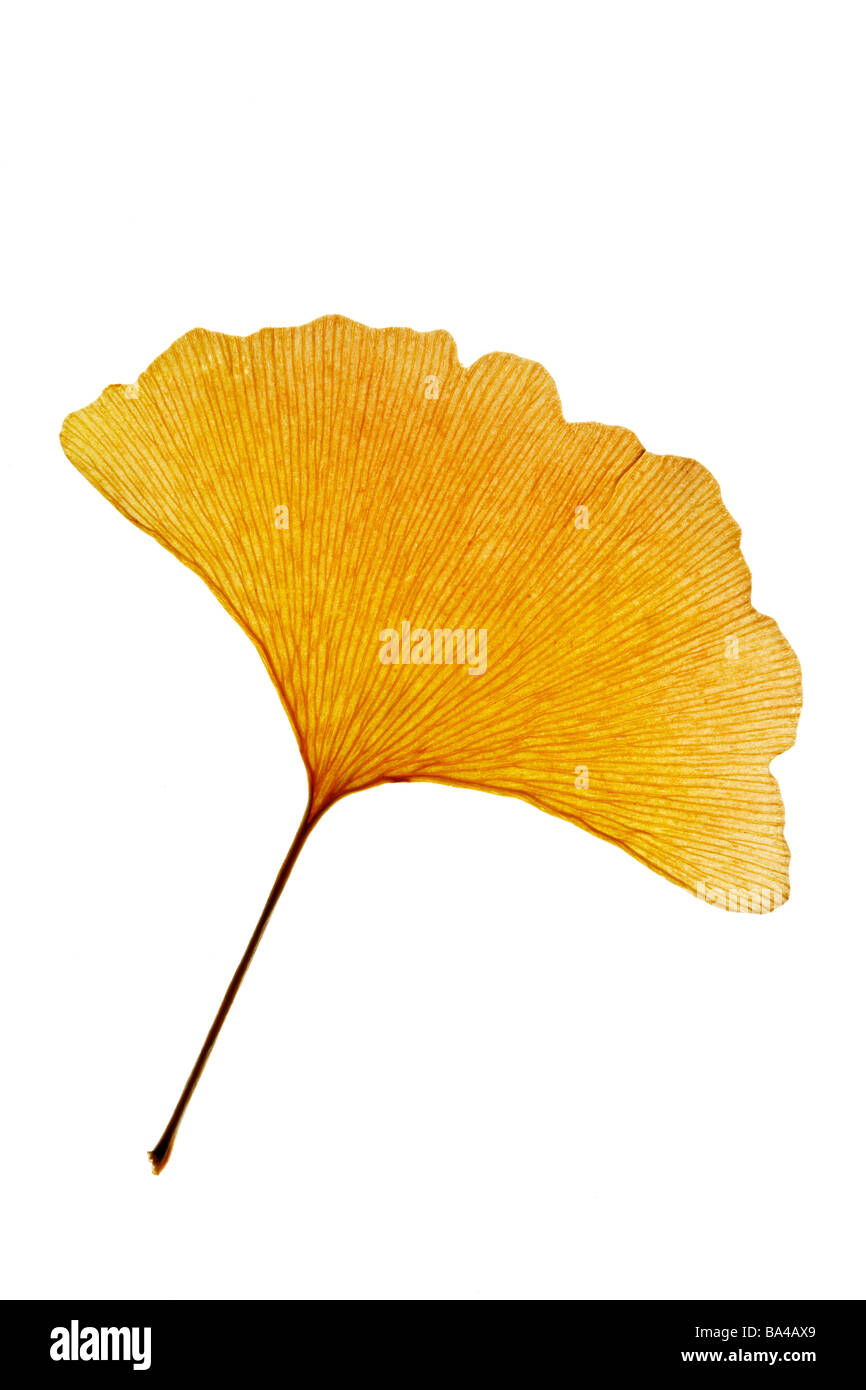 Yellow Gingko Leaf on Translucent White Background Stock Photo - Alamy