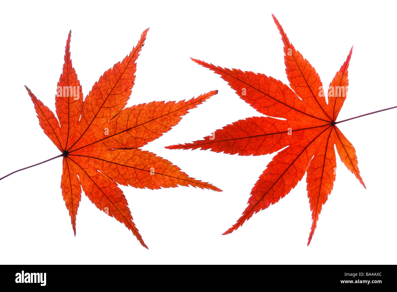 Fall leaves white background nobody Cut Out Stock Images & Pictures - Alamy