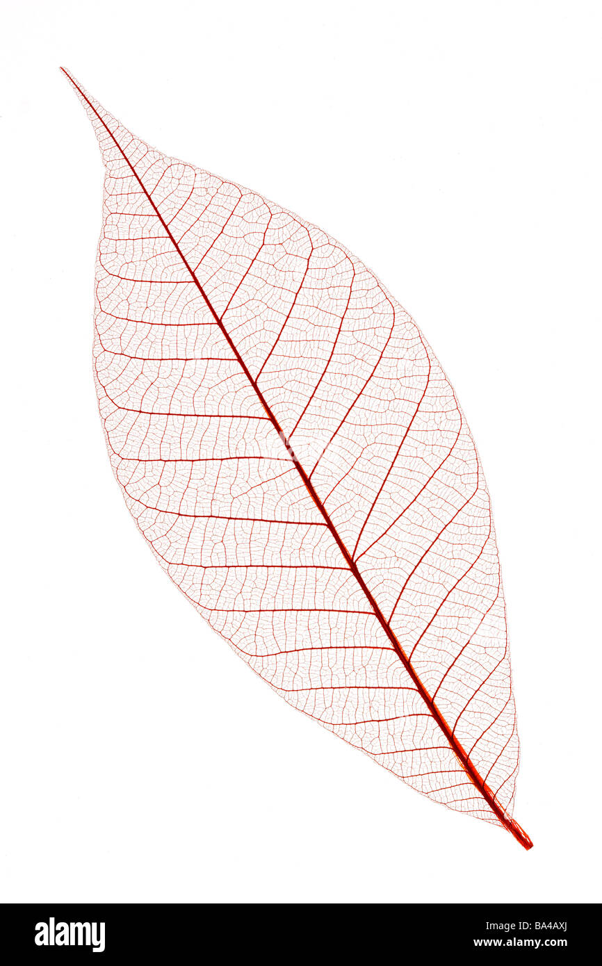 Transparent leaf hi-res stock photography and images - Alamy