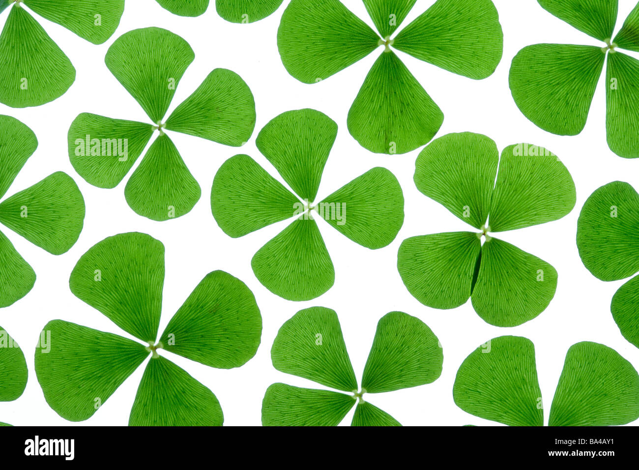 Four leaf clovers Stock Photo - Alamy