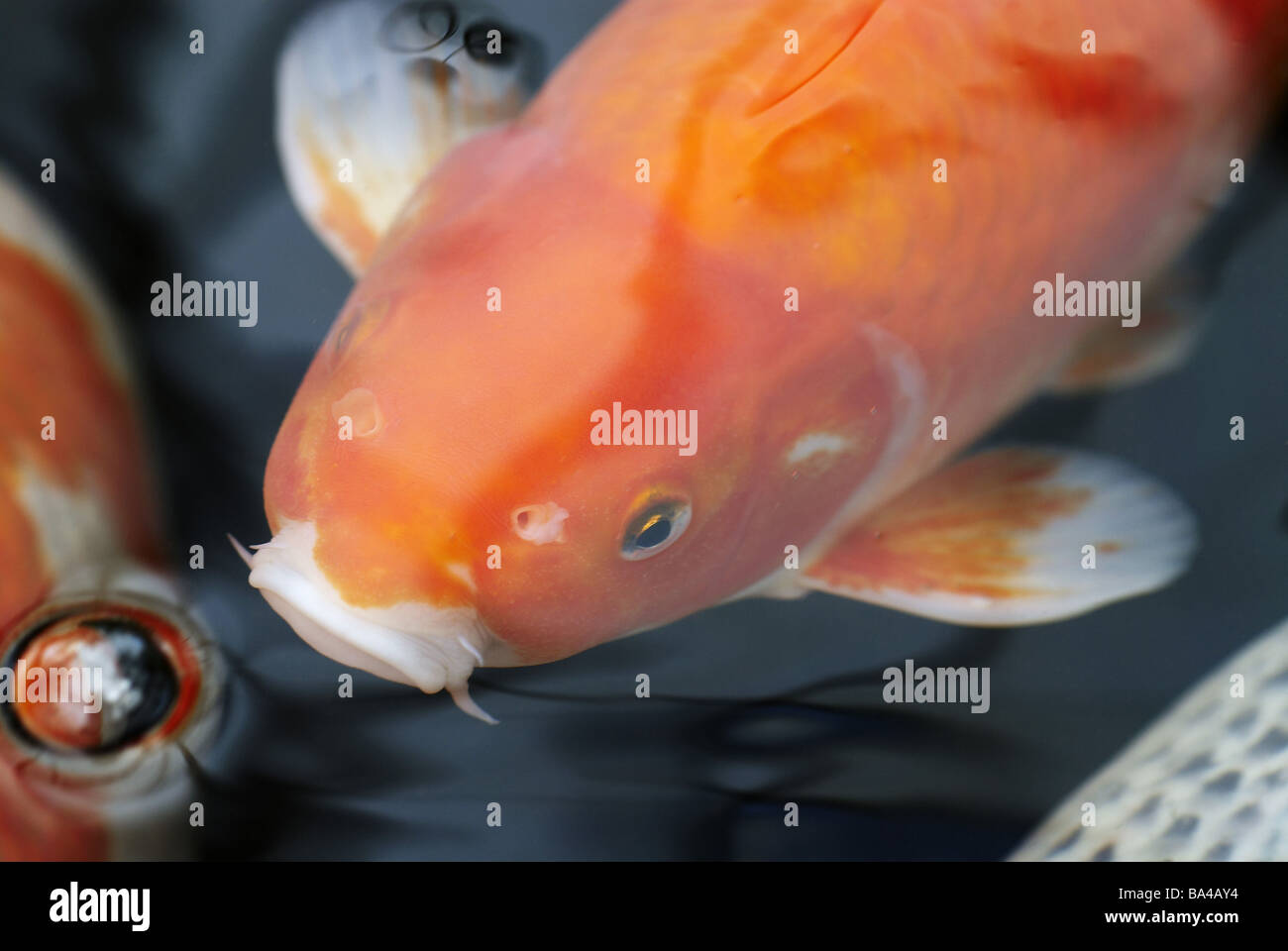 Koi karpfen hi-res stock photography and images - Alamy