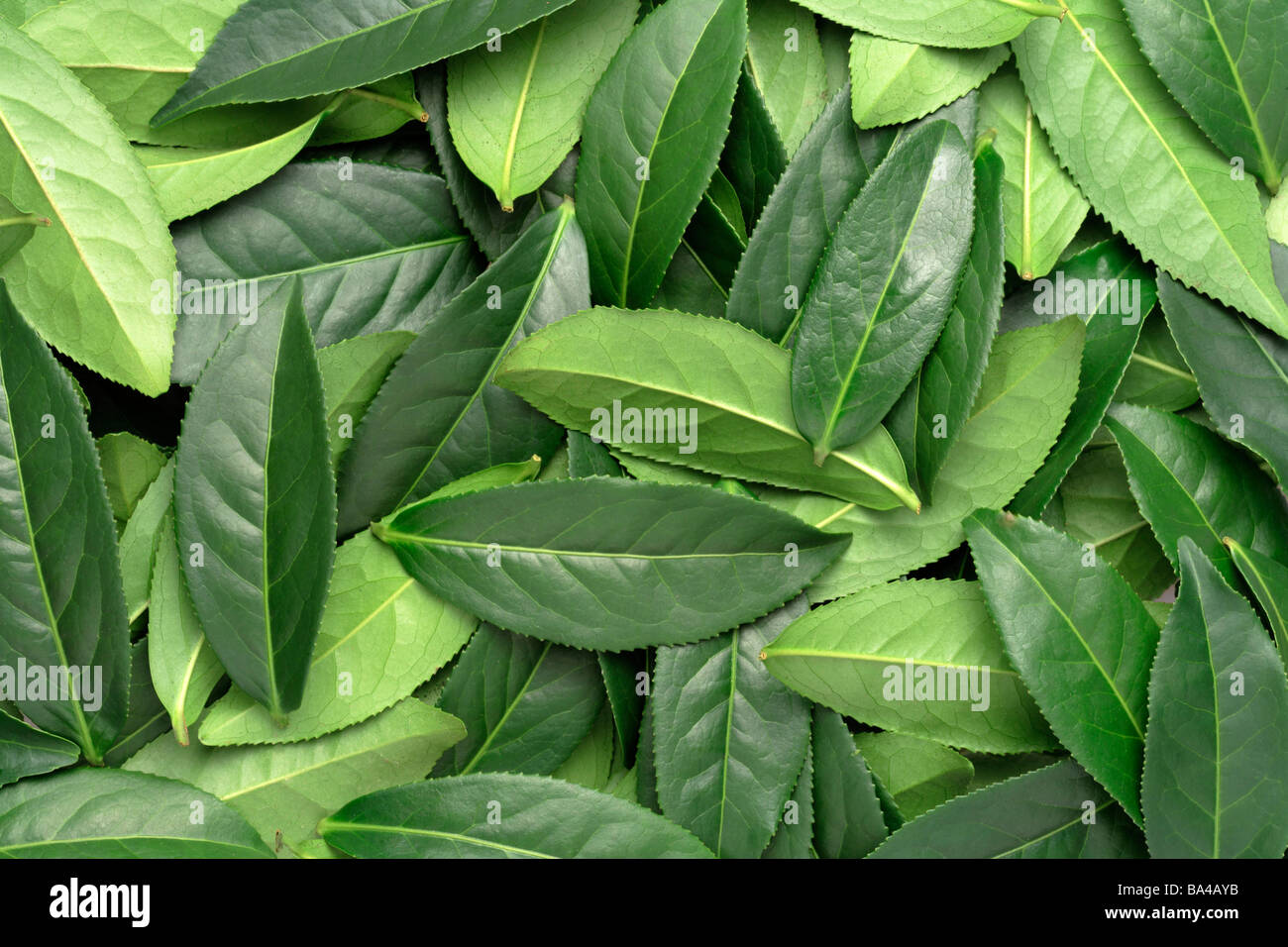 Gereen leaves full frame Stock Photo - Alamy