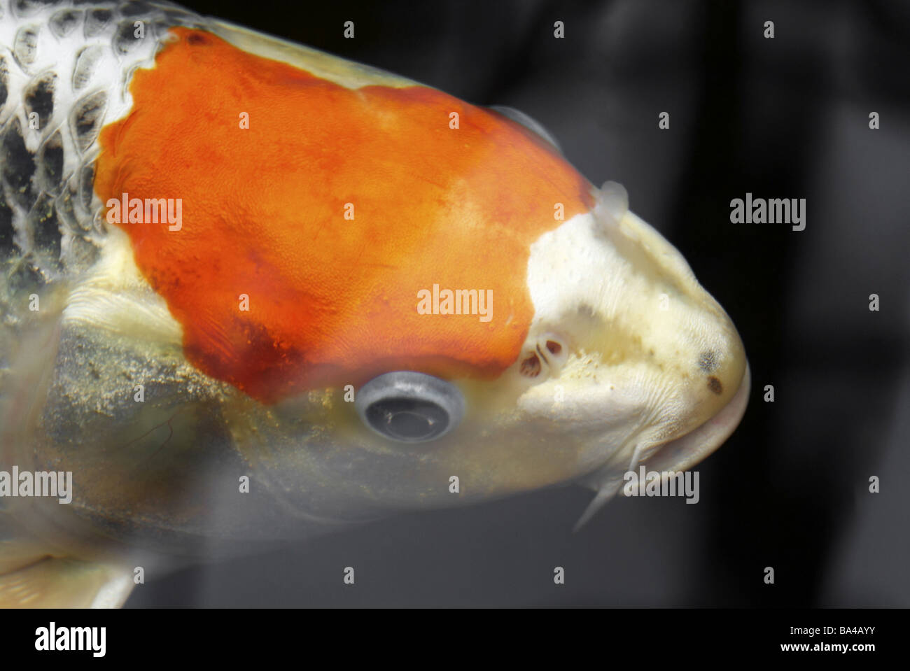 Koi karpfen hi-res stock photography and images - Alamy