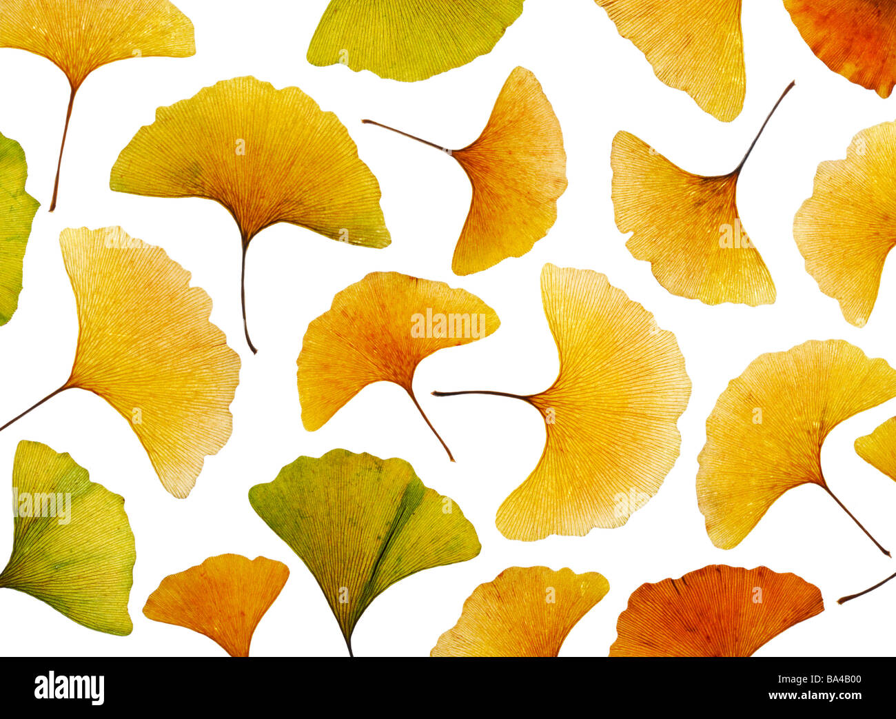 Ginko leaves autumn Stock Photo - Alamy