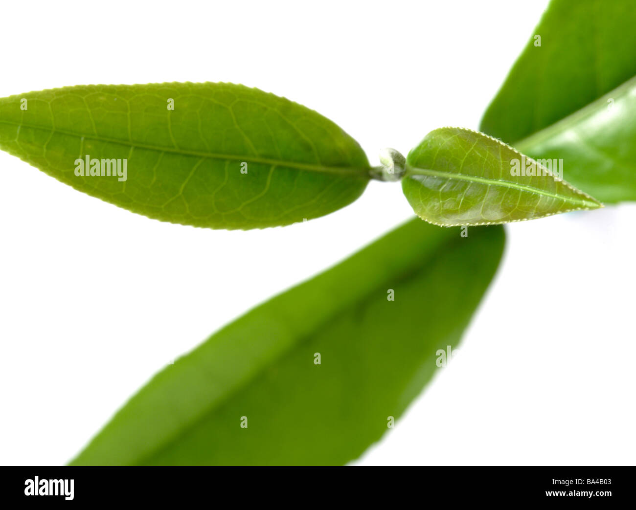 Two leaves bud tea leaf hi-res stock photography and images - Alamy