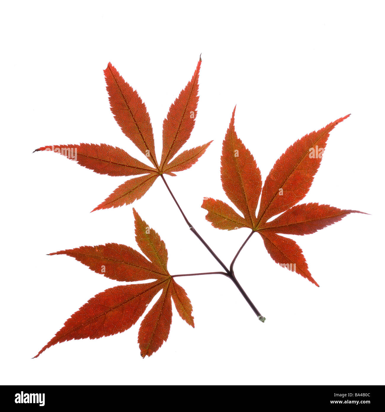 Japanese maple leaves on stem Stock Photo - Alamy