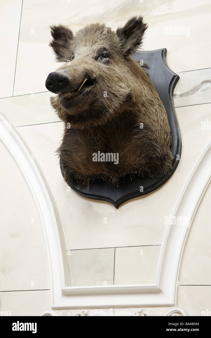 Boar-head head boars facade wall hunt-trophy 04/2006 settle decoration ...