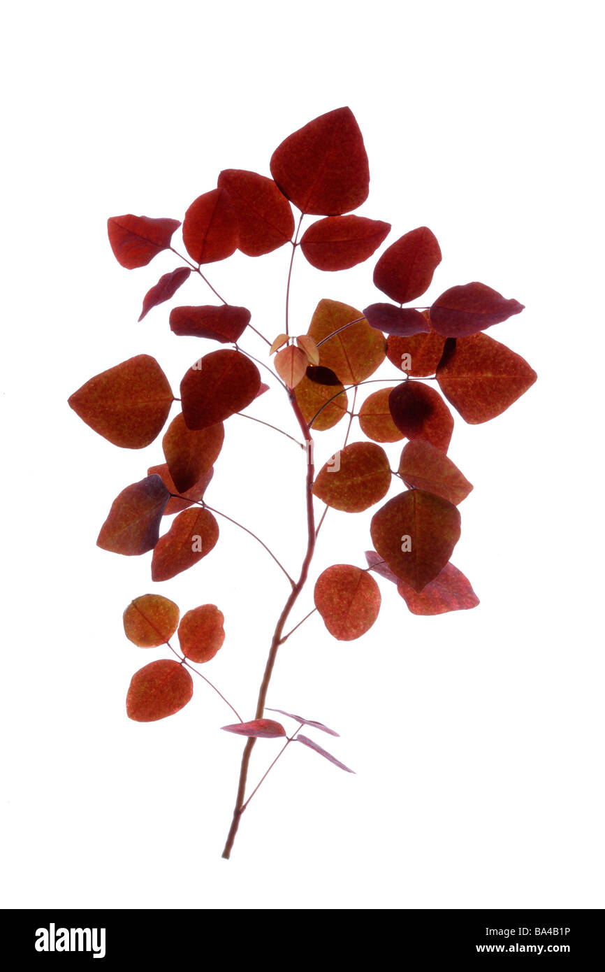 Red leaves on stem Stock Photo - Alamy
