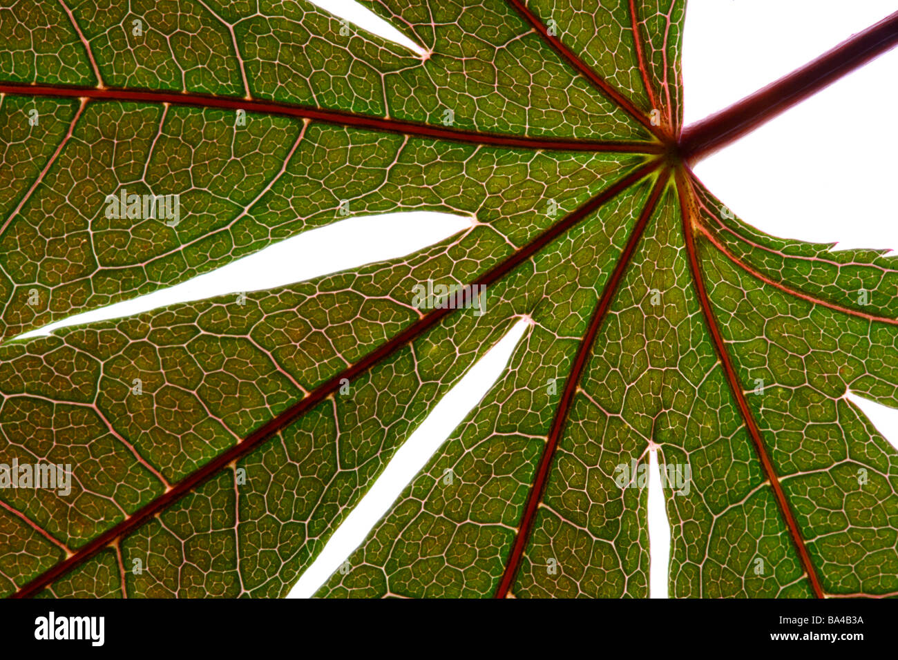 Maple Leaf close up Stock Photo - Alamy