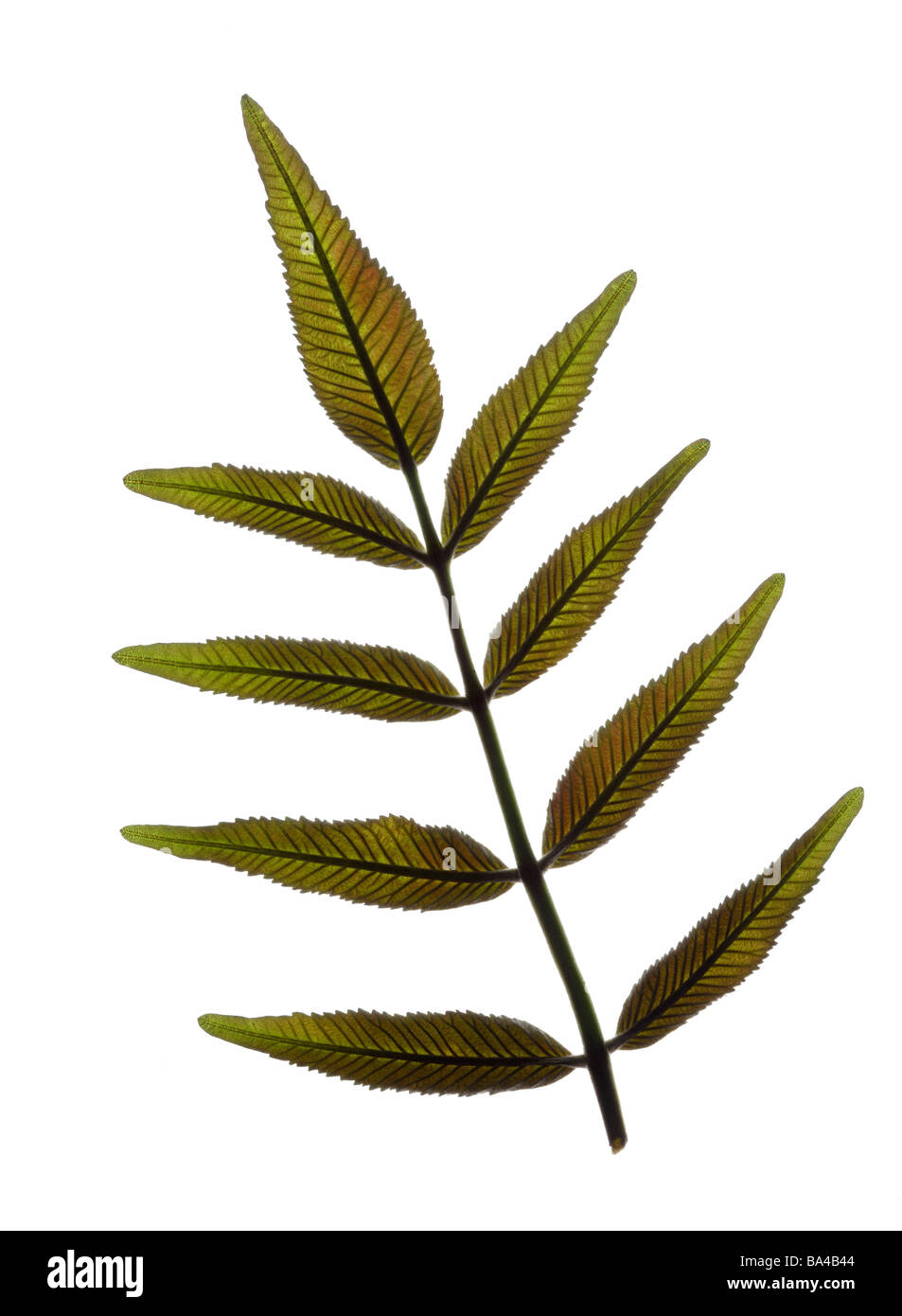 Leaves on stem Stock Photo - Alamy