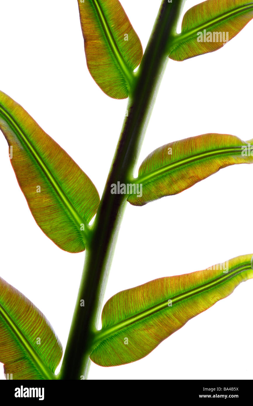 Leaves on stem detail Stock Photo - Alamy