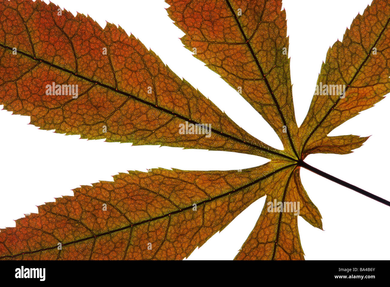 Maple Leaf close up Stock Photo - Alamy