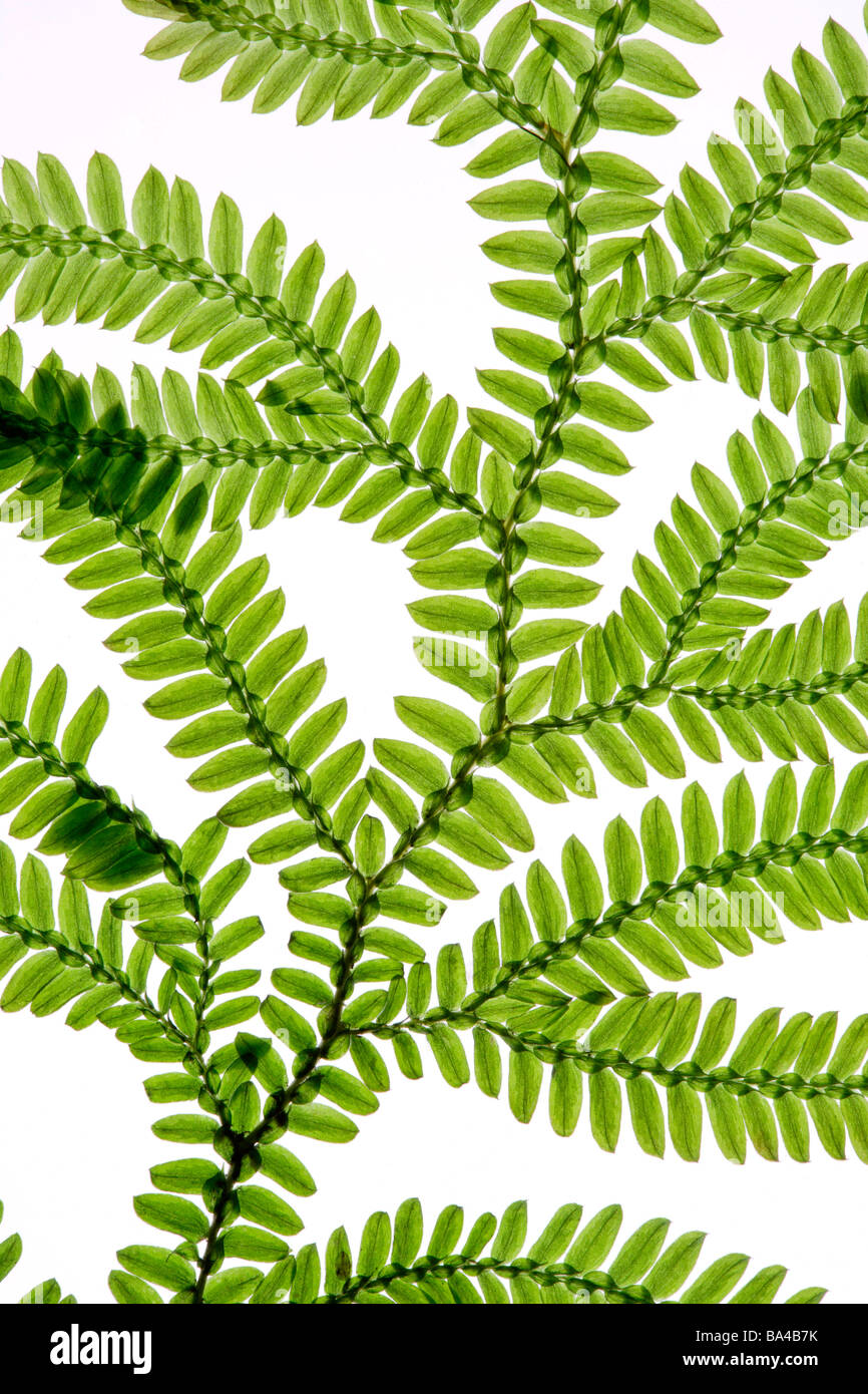 Fern close up Stock Photo - Alamy