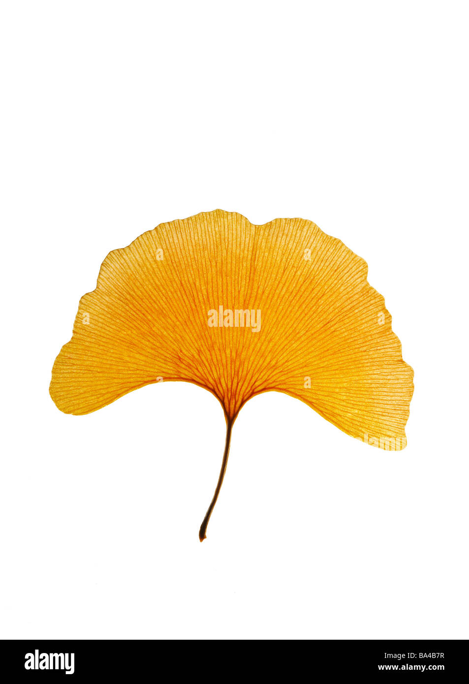 Yellow Gingko Leaf on Translucent White Background Stock Photo - Alamy