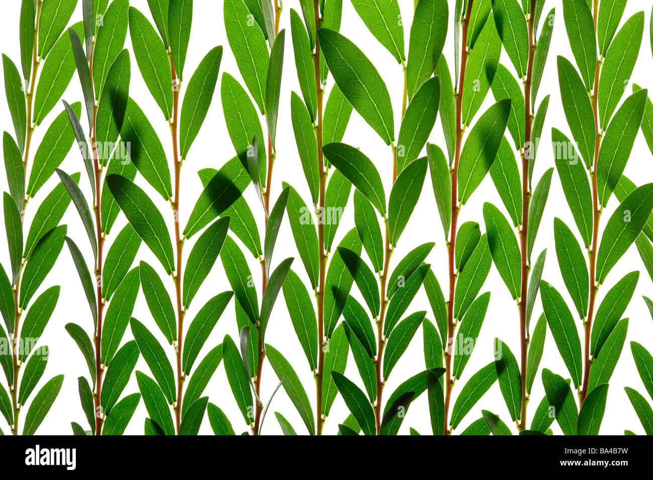 Green leaves on stem in a row Stock Photo - Alamy