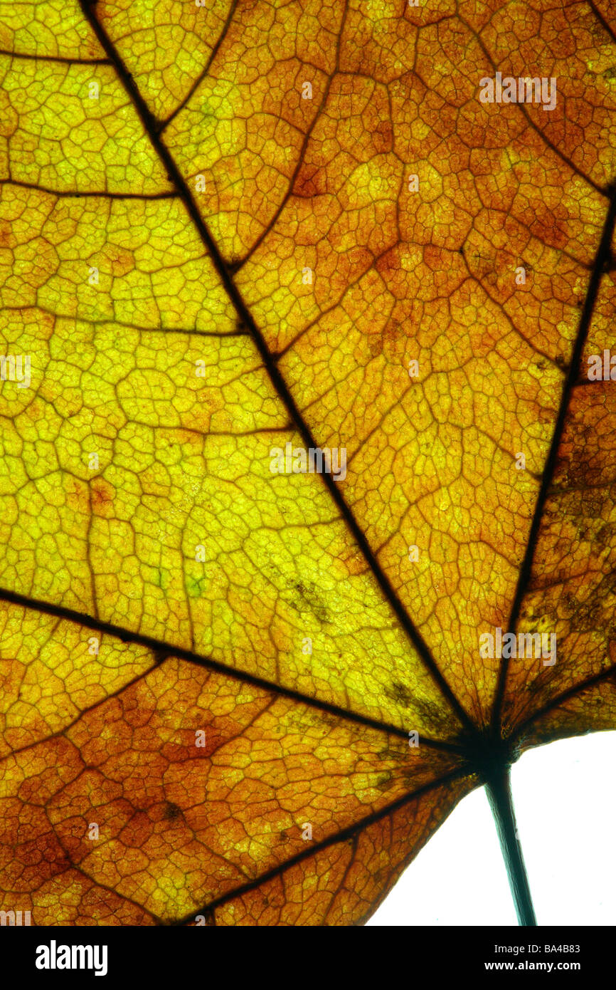 Dried leaf close up Stock Photo - Alamy