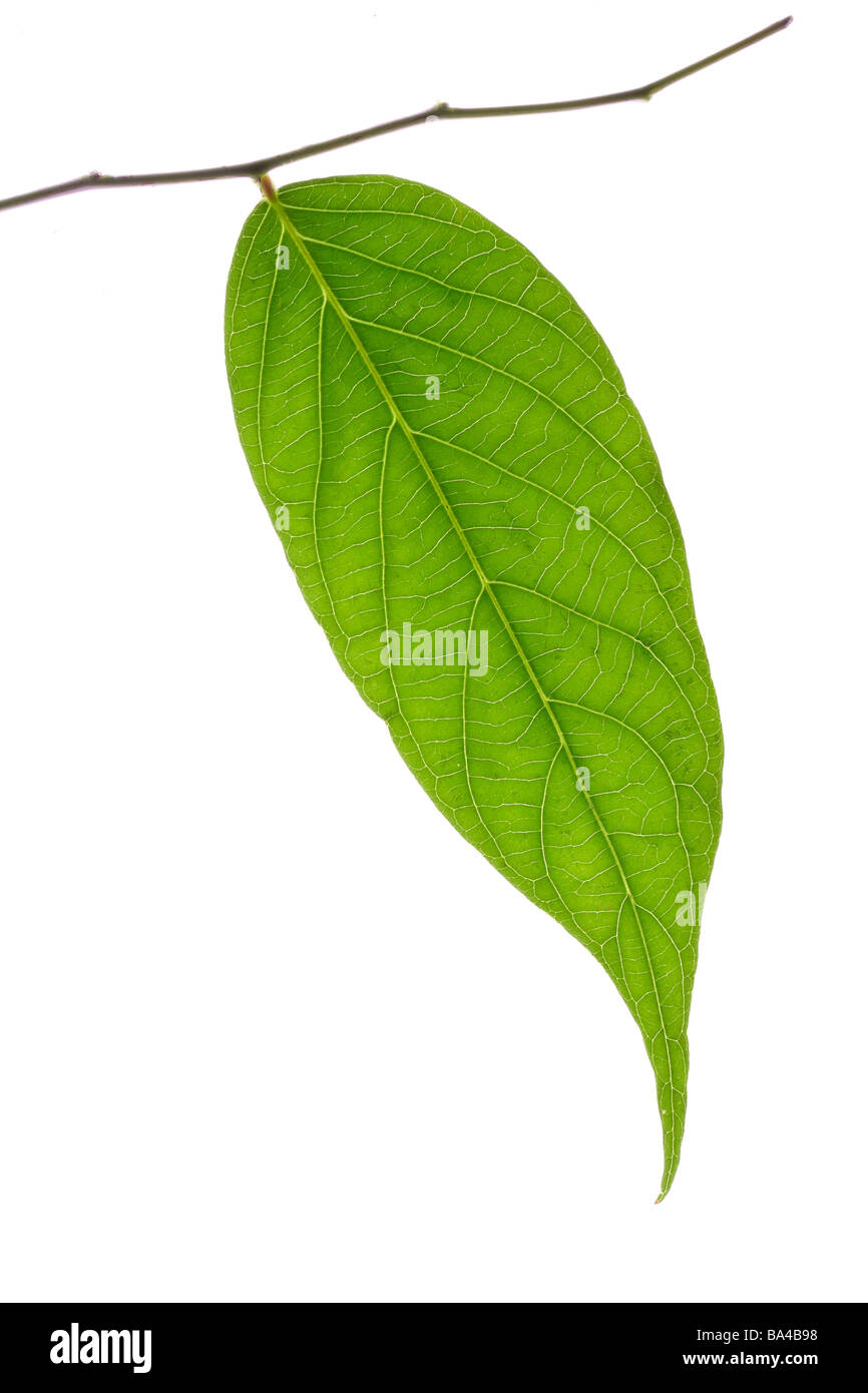 Green leaf on stem Stock Photo - Alamy