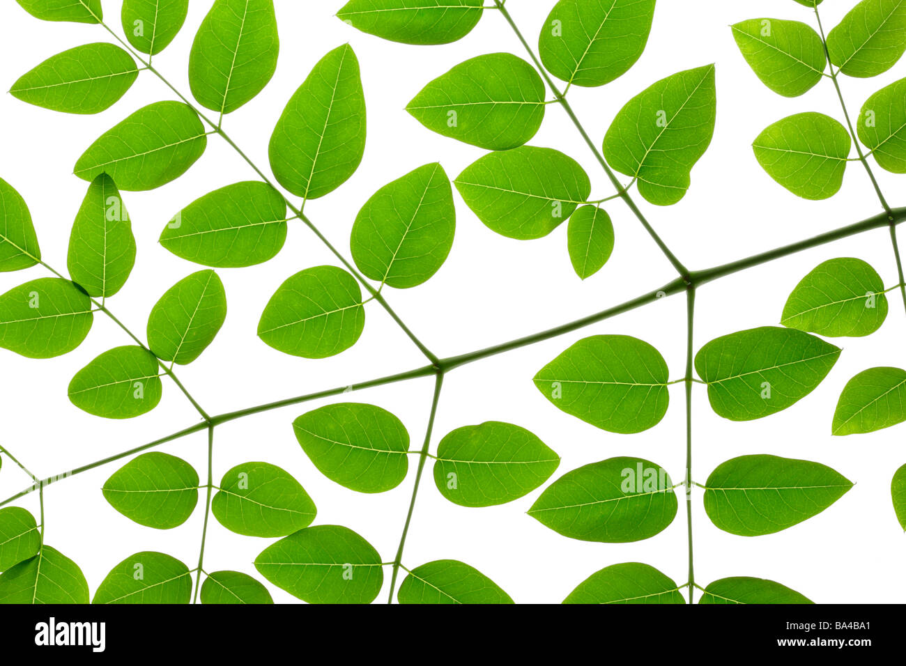 Leaves on stem Stock Photo - Alamy