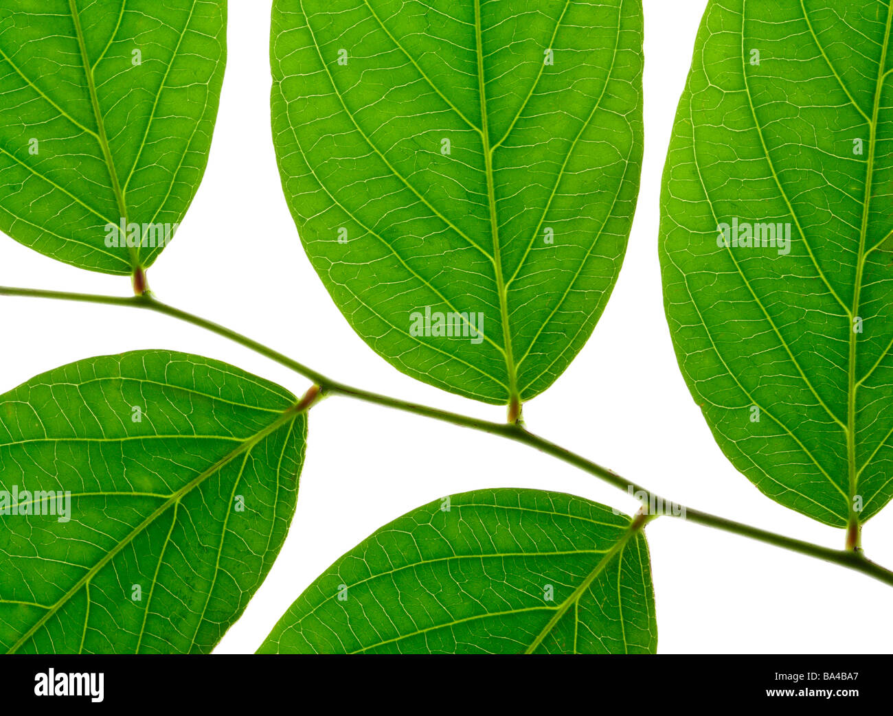 Leaves on stem close up Stock Photo - Alamy