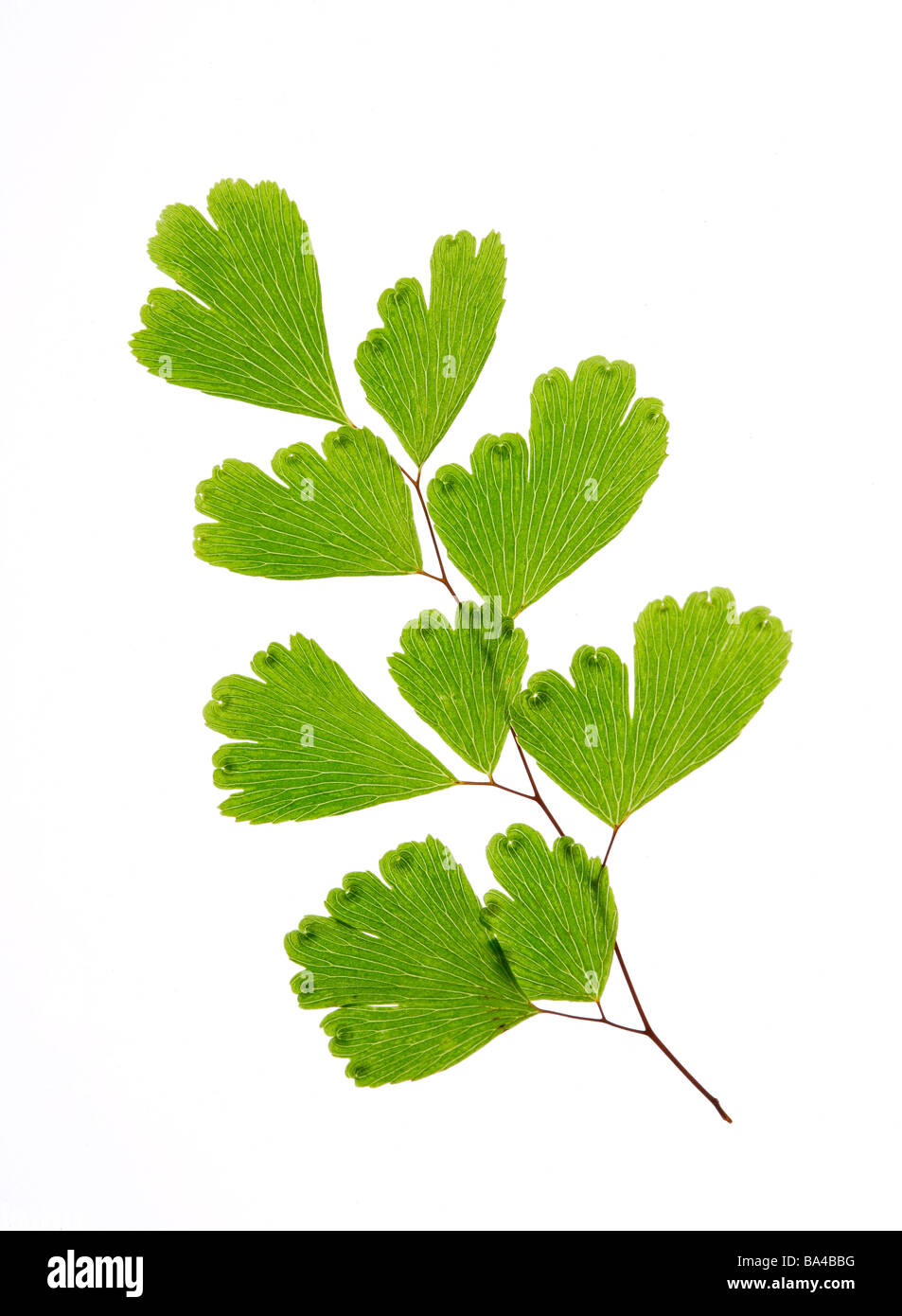 Maidenhair fern indoors hi-res stock photography and images - Alamy
