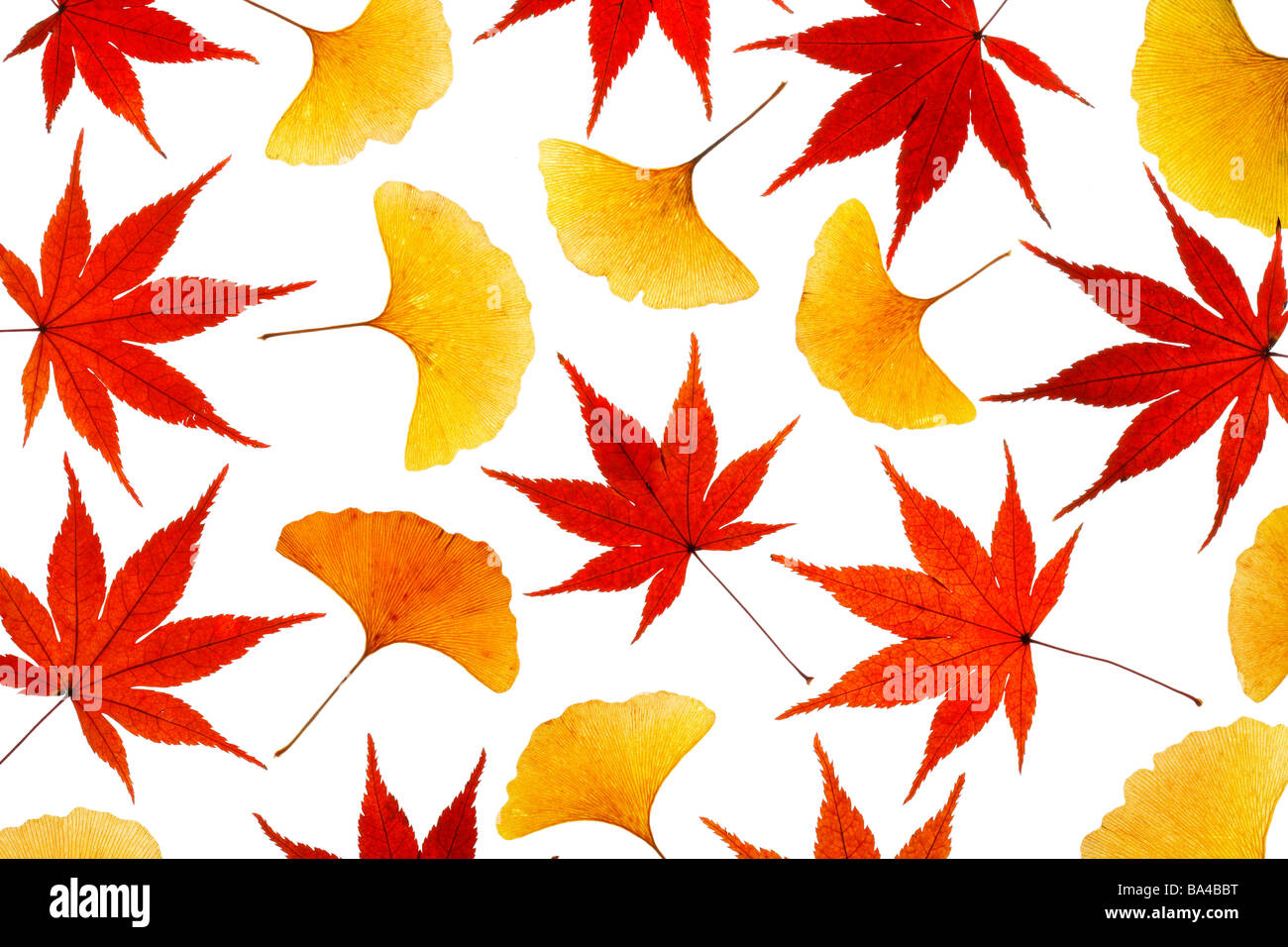 Assorted autumn leaves on white background close up Stock Photo - Alamy