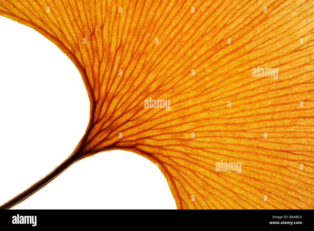Ginkgo leaf detail Stock Photo - Alamy